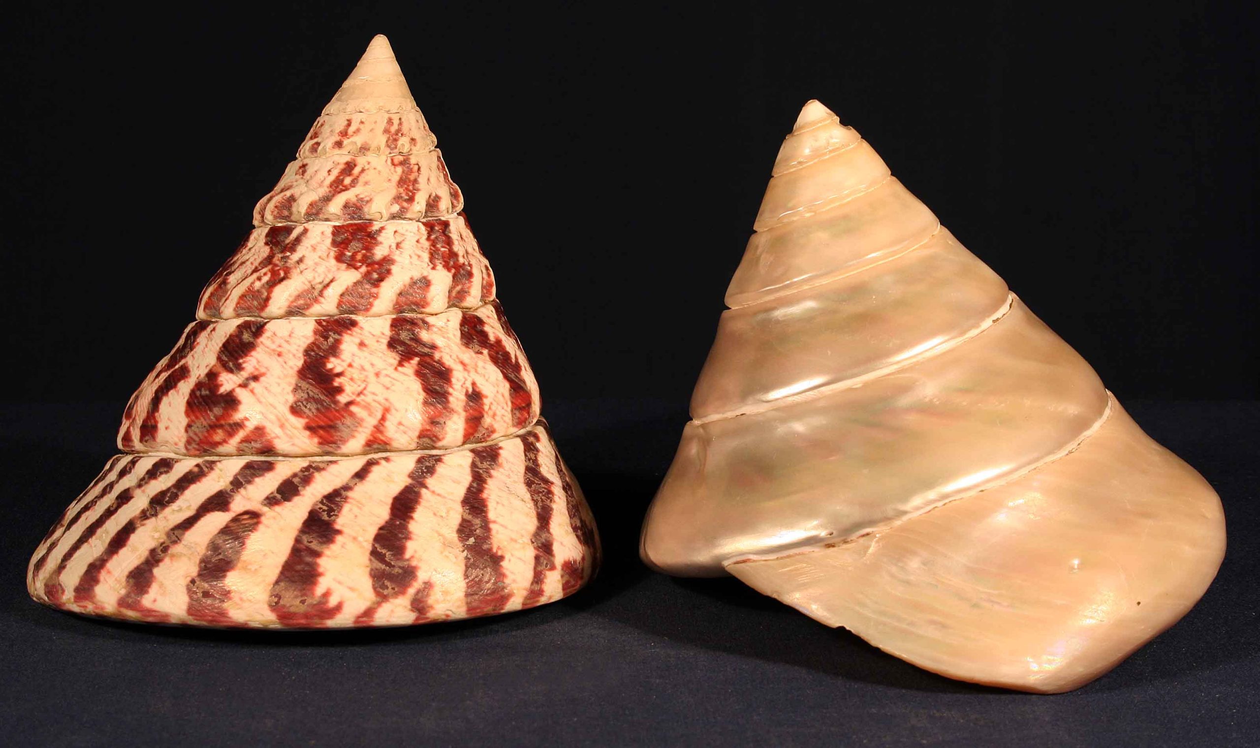 3182_Giant topshells – 3182(1) – Collections – Cole Museum