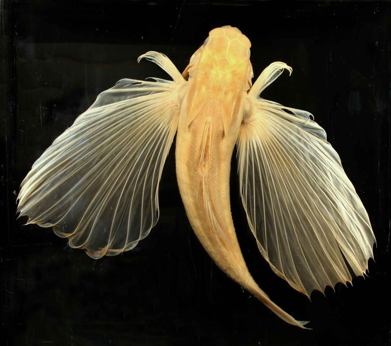 Case 5: Fish & Amphibians | Cole Museum of Zoology