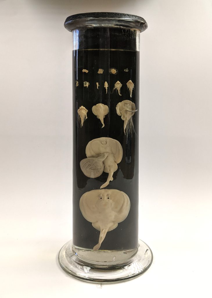 Behind the Scenes of the Fluid Collection – Collections – Cole Museum