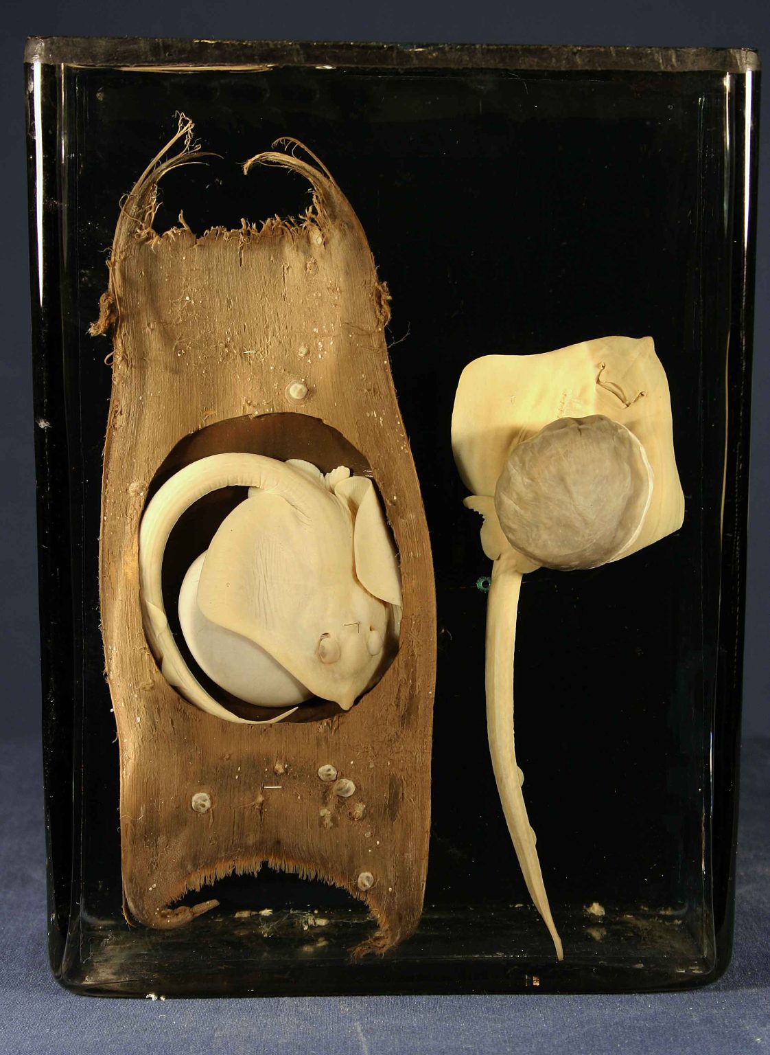 Case 4: Echinodermata, Agnatha & Chondrichthyes | Cole Museum of Zoology