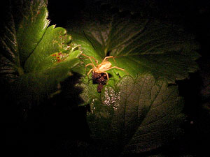 Invertebrate-Zoology – Collections – Cole Museum