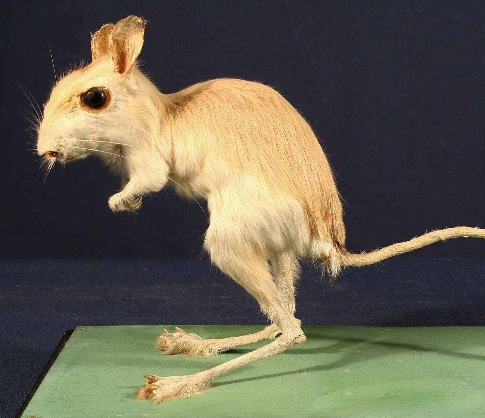 Case 12: Euarchontoglires | Cole Museum of Zoology