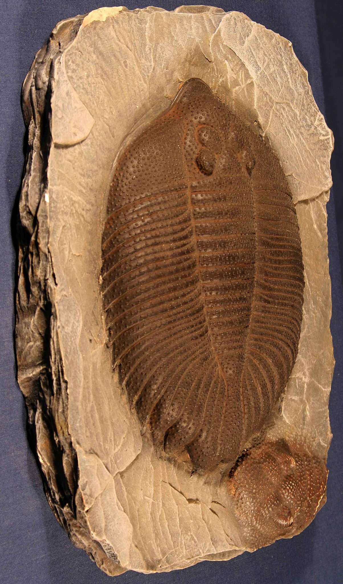 Case 14: Fossils | Cole Museum of Zoology