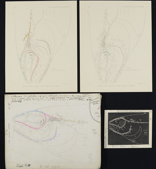 Cataloguing Cole: Fishes, Photographs and the Forces