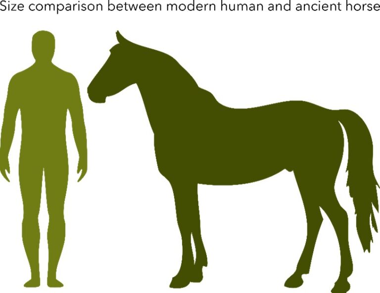 HIPPOS THE HORSE IN ANCIENT GREECE | Ure Museum of Greek Archaeology